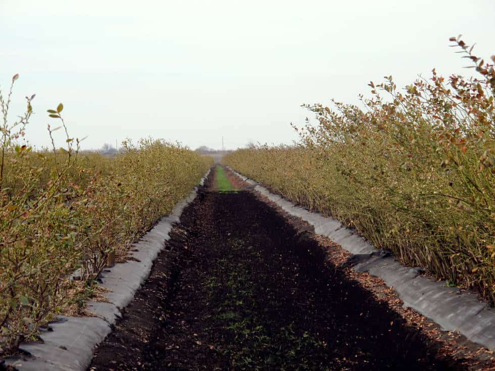 Vineyard Tiller - Northwest Tillers